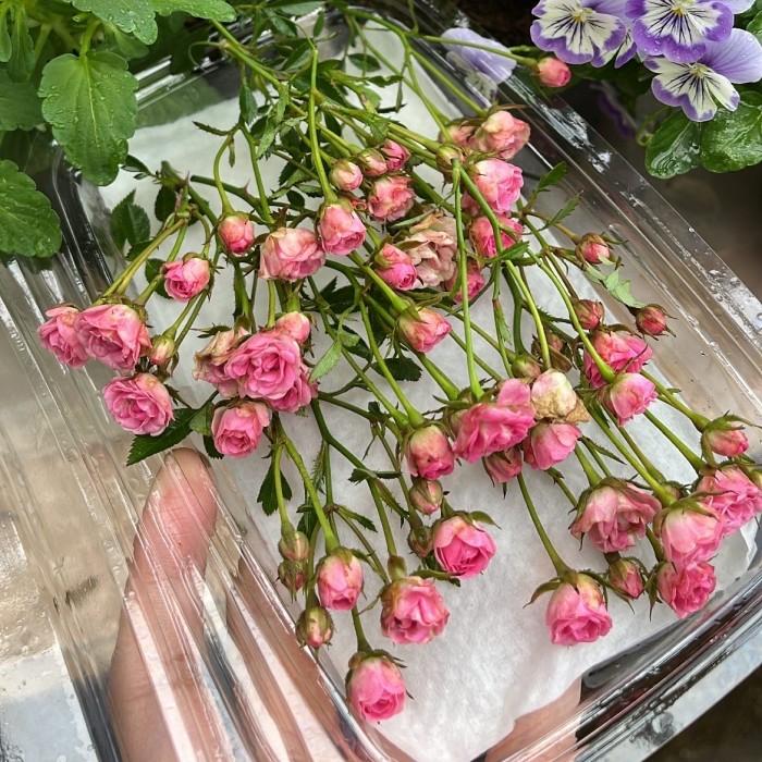 Jual Baby rose edible flower - Kota Bandung - Edibleflower_bymich ...