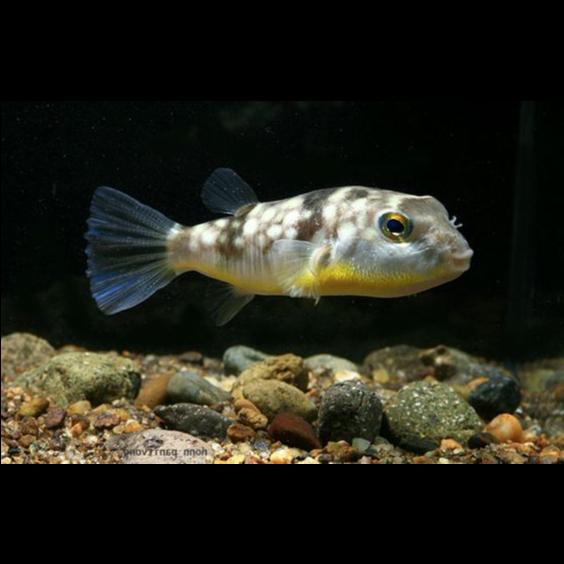 Jual Ikan Hias Buntal Susu / Milk Spotted Puffer / Chelonodontops ...