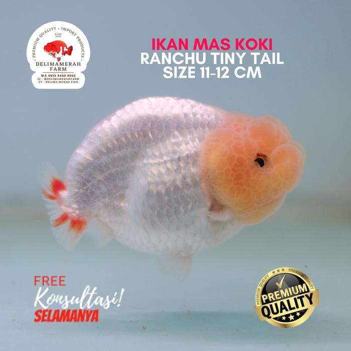 Jual IKAN MAS KOKI RANCHU TINY TAIL RARE COLLECTOR EDITION - Kota ...
