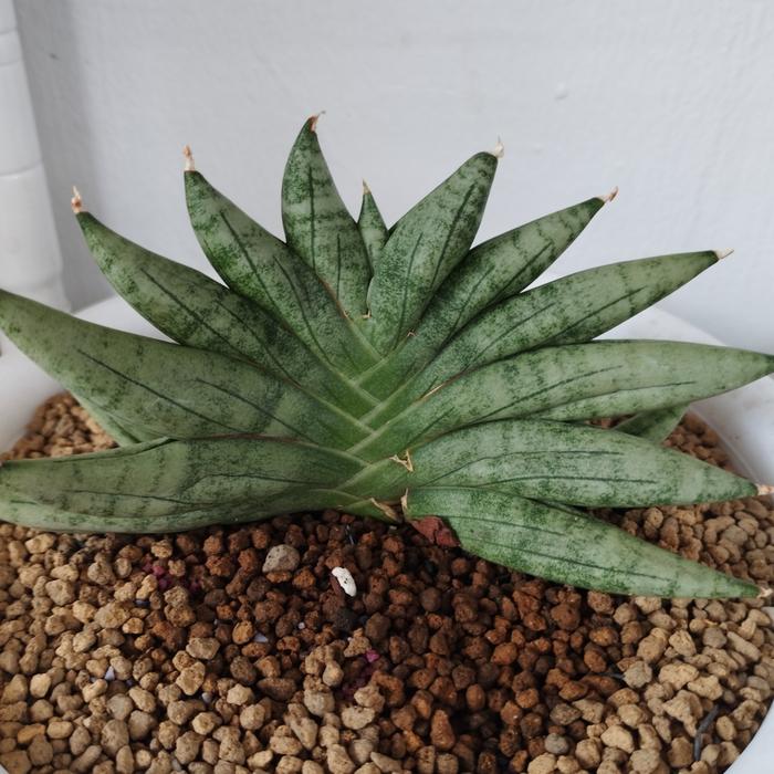 Jual Sansevieria Boncel Milin - Jakarta Selatan - Razu Exotic Plants ...