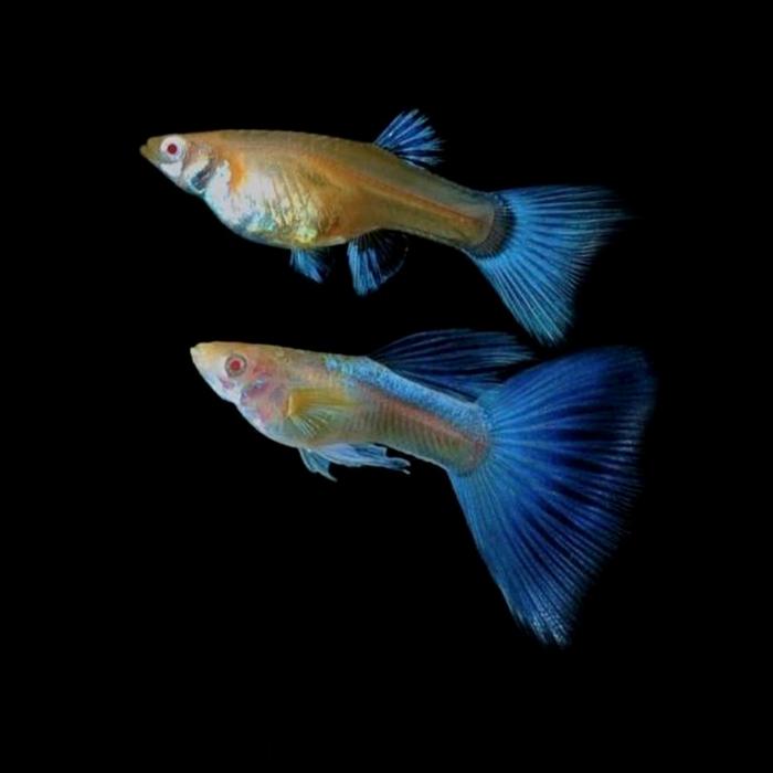 Jual IKAN HIAS AIR TAWAR - GUPPY BLUE SKY PASANGAN - Jakarta Pusat - GALERI PRODUK | Tokopedia