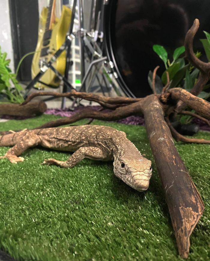 Jual Varanus griseus Biawak Gurun - Jakarta Timur - Indoreptileroom ...