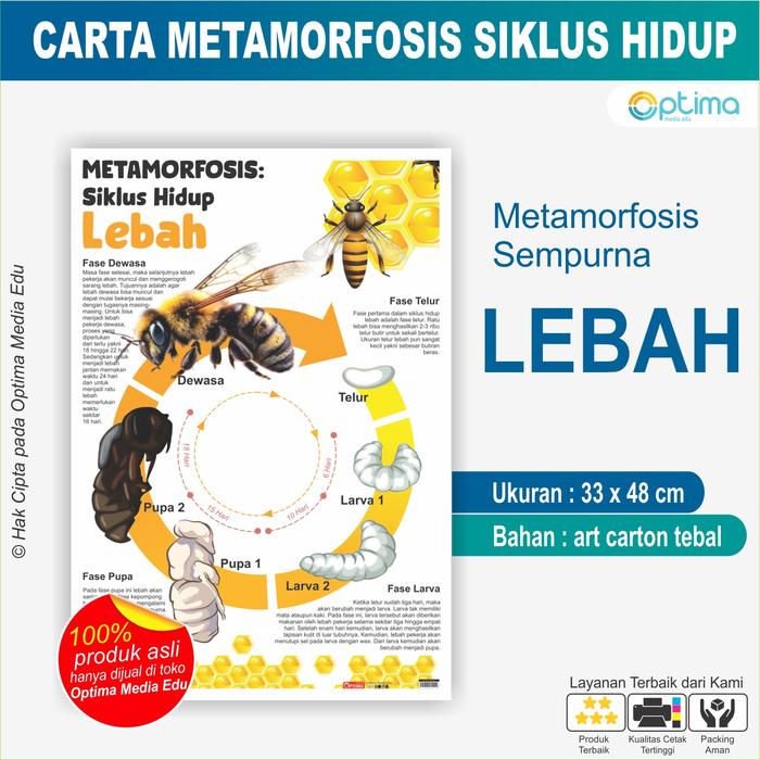 Jual Poster Carta Metamorfosis Sempurna dan Metamorfosis Tidak Sempurna ...