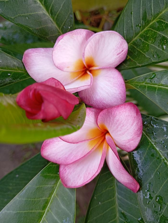 Jual Bibit Stek Tanaman Kamboja Plumeria Ellocknan - Kota Denpasar ...