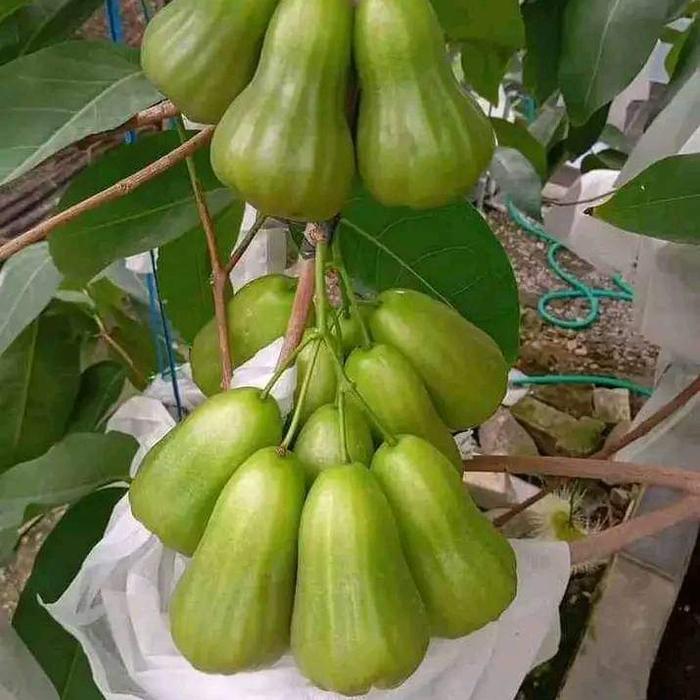Jual bibit tanaman jambu air green giant pohon jambu green giant ...