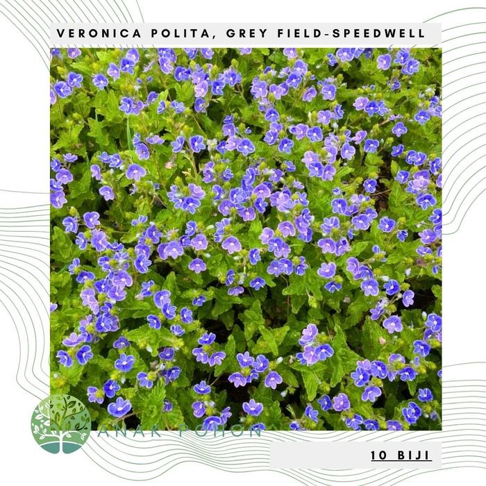 Jual Benih Bibit Biji - Bunga Veronica polita Grey Field Speedwell Herb ...