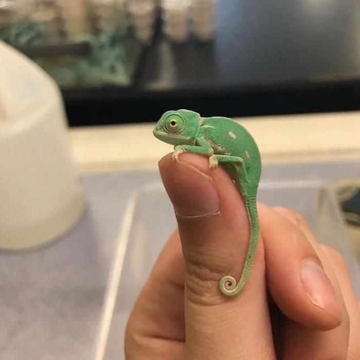 Jual Veiled Chameleon baby (usia 1-2 bulan up) - Jakarta Utara ...