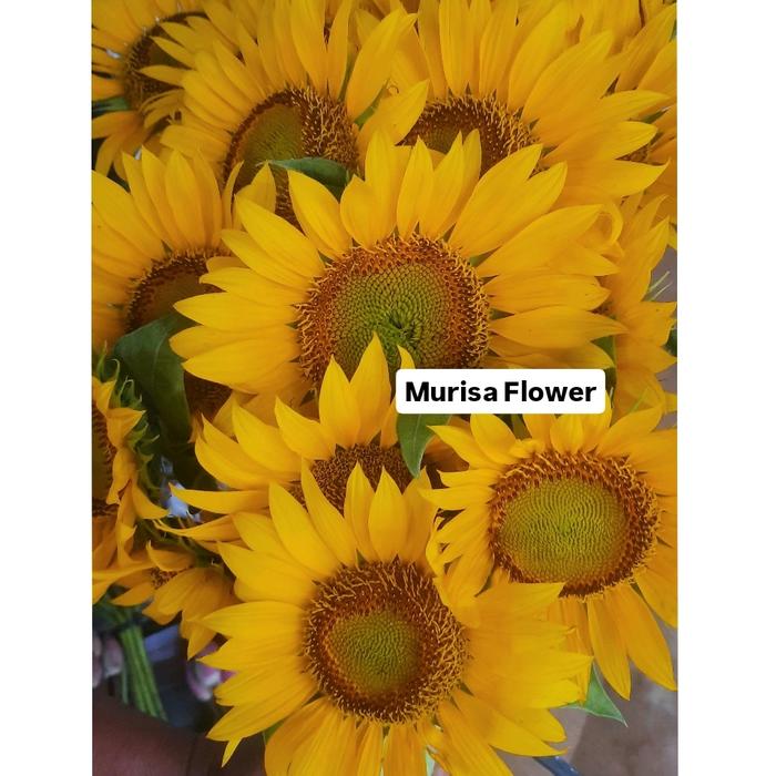 Jual Bunga matahari/sunflower / bunga segar per 10 tangkai - Jakarta ...