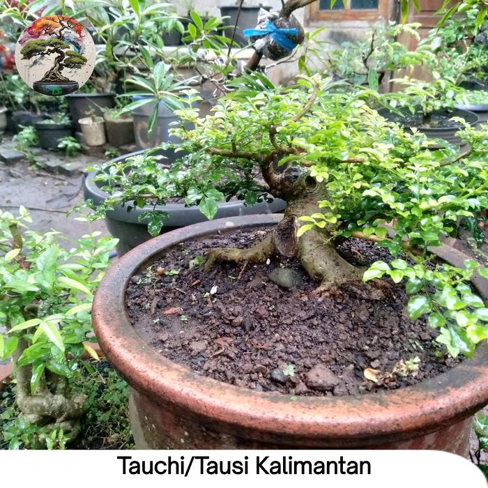Jual BONSAI TAUSI/TAUCHI KALIMANTAN PROGRAM AKAR - Kab. Purwakarta ...