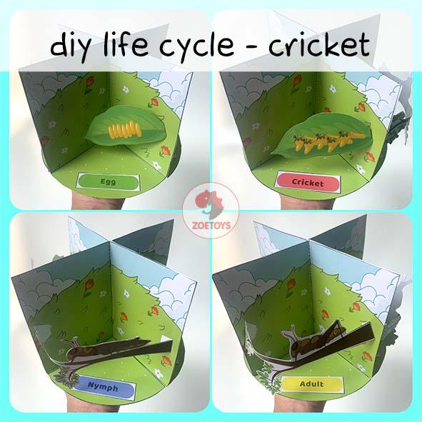 Jual Zoetoys DIY Life Cycle | Belajar Siklus Hidup Hewan | Art and ...