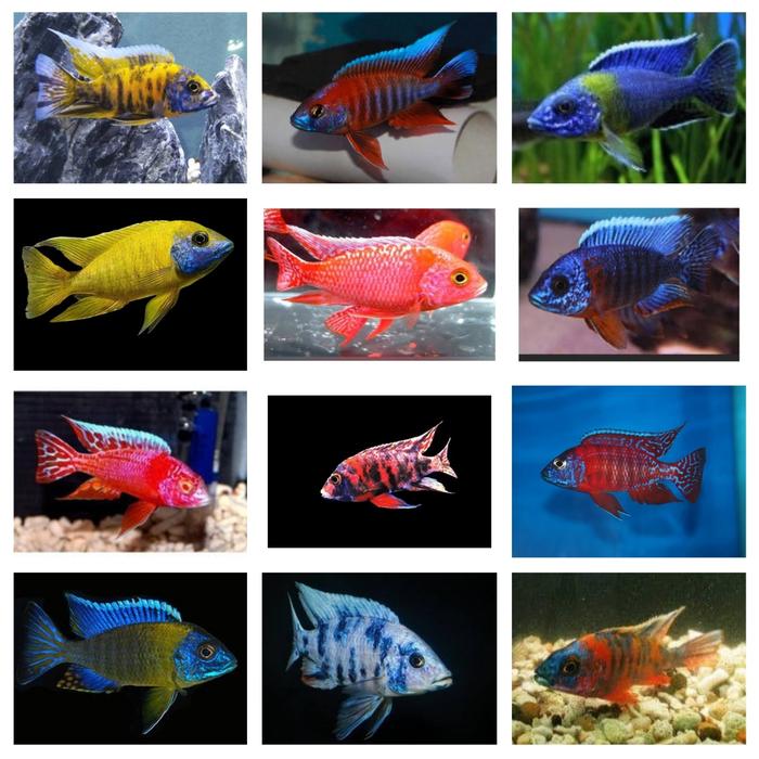 Jual Paket African Cichlid Size 7cm up Mix 10 Gratis 2 Mix Aulonocara ...