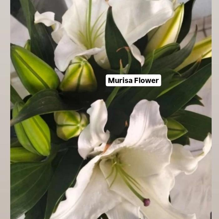 Jual Bunga Lily / Casablanka segar import per 5 tangkai - Sarbone ...