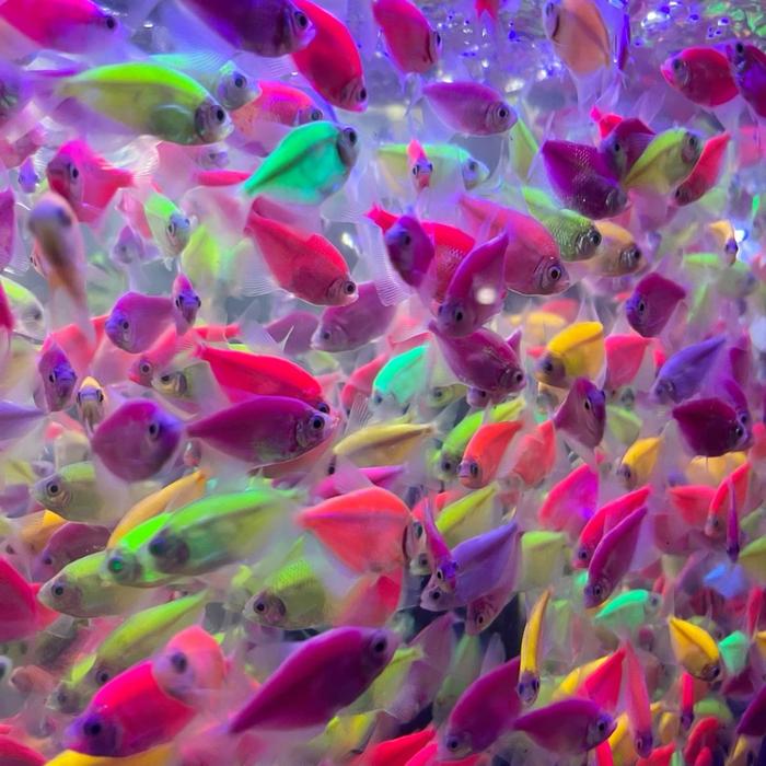 Jual ikan glowfish mix warna kuning,ijo apple,ijo stabilo,pink,ungu ...