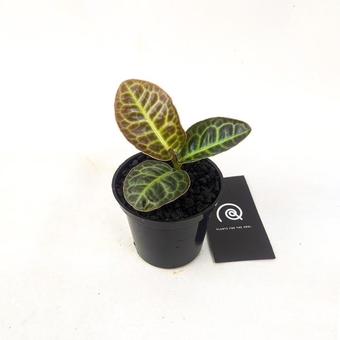 Jual Labisia Turtle Back - Tanaman hias Paludarium / Terrarium / taman ...