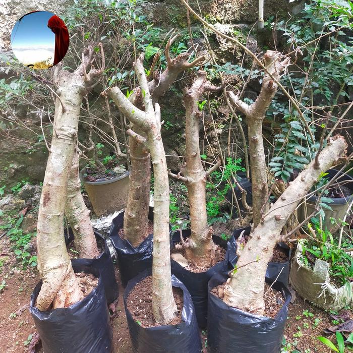Jual Bibit Bonsai Baobab Adansonia Digitata Caudex/ Bibit Pohon Kaki ...