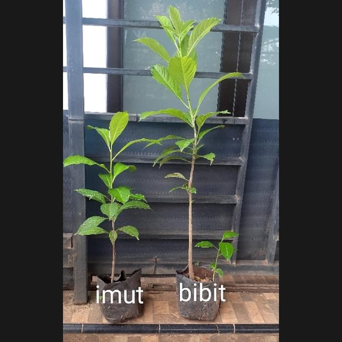 Jual Bibit Bonsai Baobab Adansonia Digitata Caudex/ Bibit Pohon Kaki ...