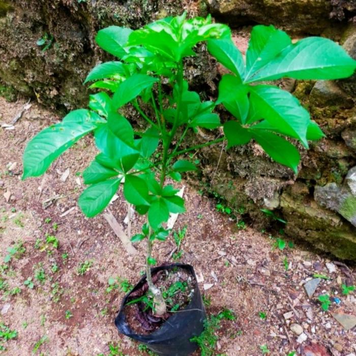 Jual Bibit Bonsai Baobab Adansonia Digitata Caudex/ Bibit Pohon Kaki ...