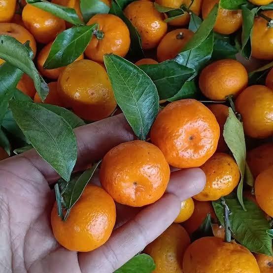 Jual Buah jeruk santang daun 1 kg buah buahan segar fresh harga grosir ...