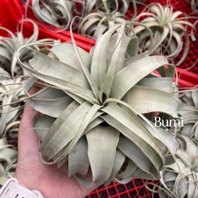 Jual Tersedia Tillandsia Xerographica - Air Plants Tanaman Udara ...