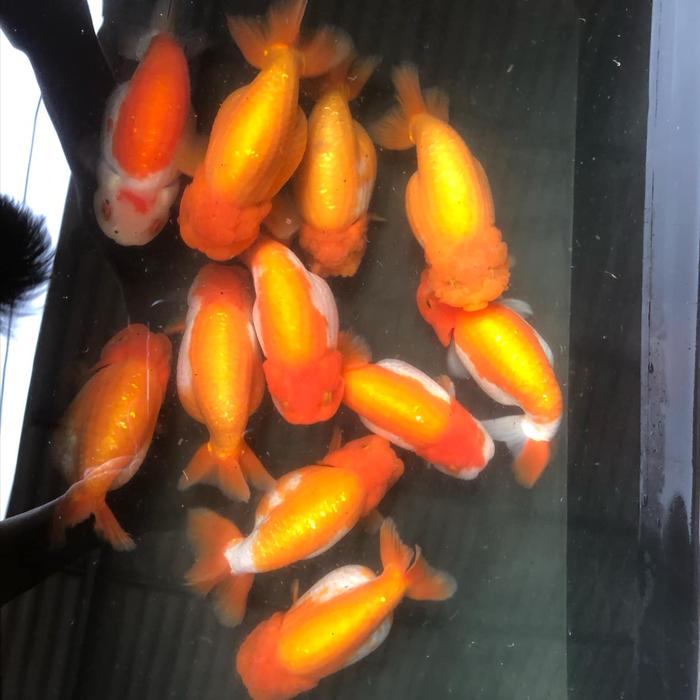 Jual Ikan Hias Mas Koki Ranchu Buffalo Lionchu Rancu Bufalo - XXL ...