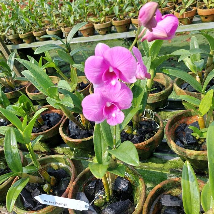 Jual tanaman anggrek dendrobium pink - anggrek dendrobium kenop bunga ...