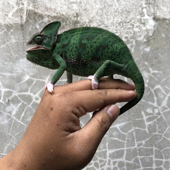 Jual Mainan Veiled Chameleon Female Low Pied - Kab. Tangerang - Warna ...