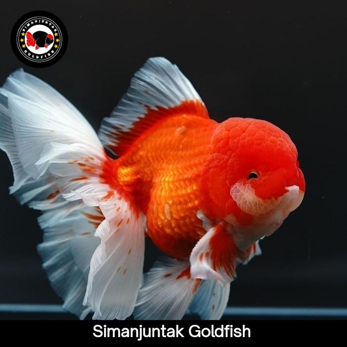 Jual Oranda short body / ikan mas koki oranda short body - Kota ...