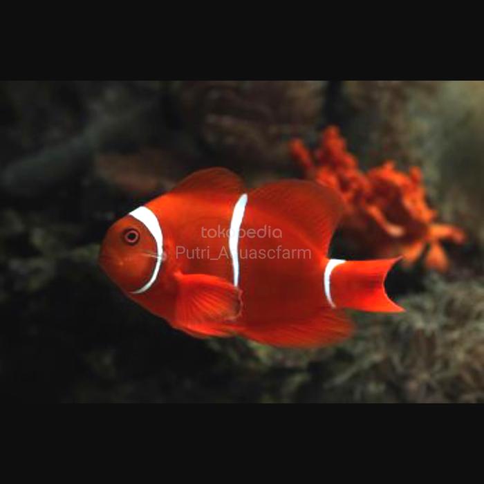 Jual ikan nemo balong / clownfish nemo air tawar / ikan hias aquascape ...