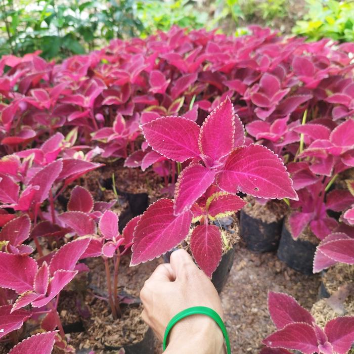 Jual tanaman miana merah bayam - pohon miana merah - menyana miana ...