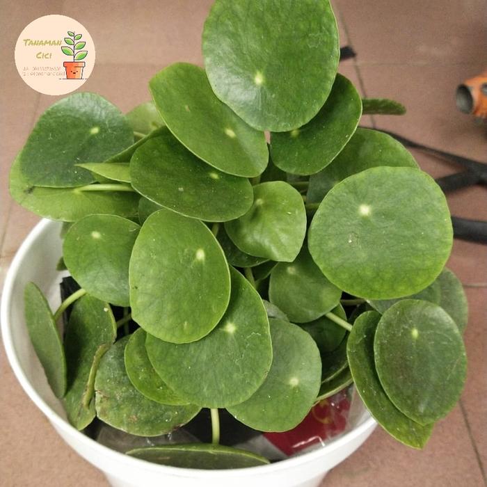 Jual Tanaman Pilea Peperomioides chinese money real picture - Kota ...