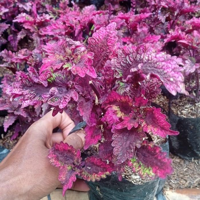 Jual tanaman hias miana merah keriting - pohon miana merah keriting ...