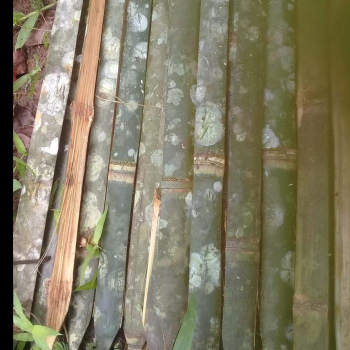 Jual bilah bambu ajir turus tanaman rambat 30 cm siap pakai - Jakarta ...
