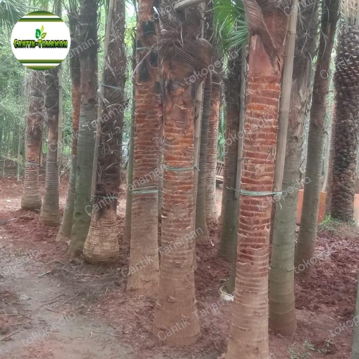 Jual Tanaman Hias Sadeng Tinggi 3M Pohon Palem Sadeng Pohon Pelindung ...