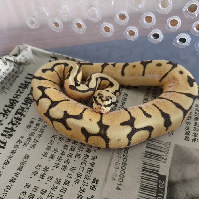 Jual Ball python Firebee Jantan (Bumblebee fire, pastel spider ...