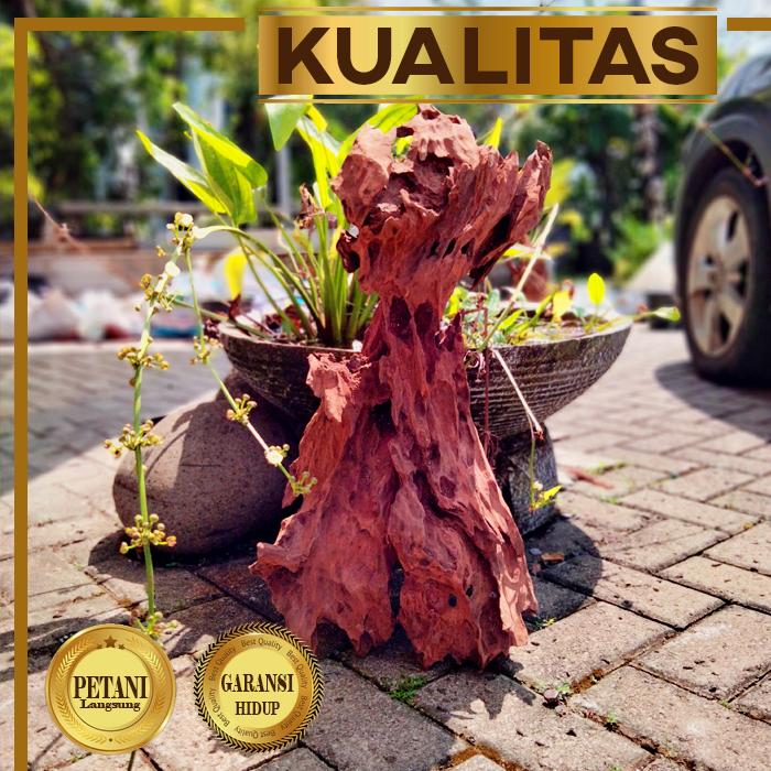 Jual Kayu Rentek XXL 60 cm+ Hiasan Aquarium Ikan Hias Aquascape Tanaman ...