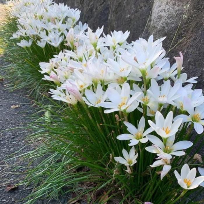 Jual Tanaman Hias Lily Hujan Tulip Bunga Putih / Tanaman Hias Kucai ...