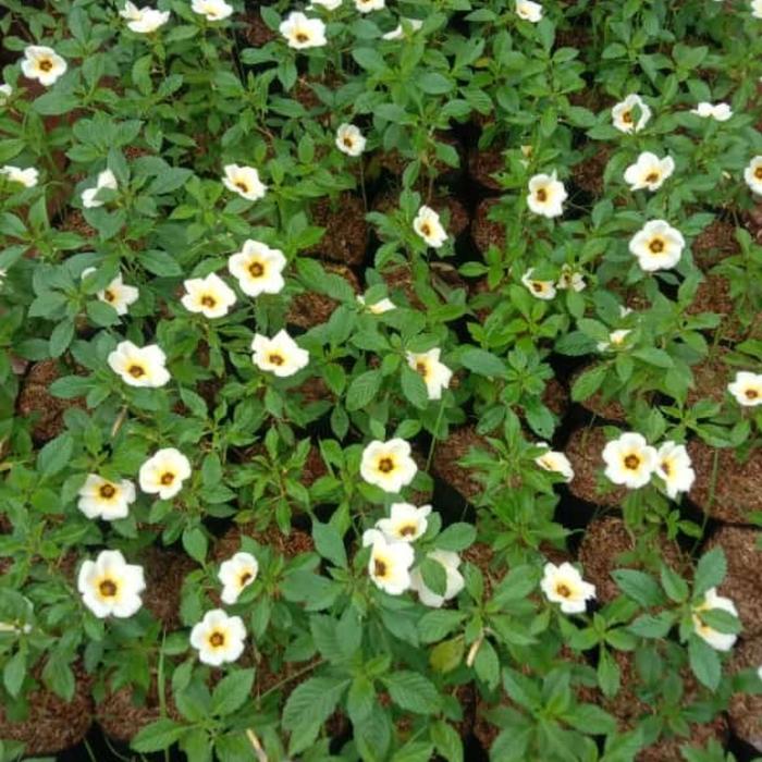 Jual bunga pukul delapan yolanda - tanaman hias tunera - bunga tunera ...