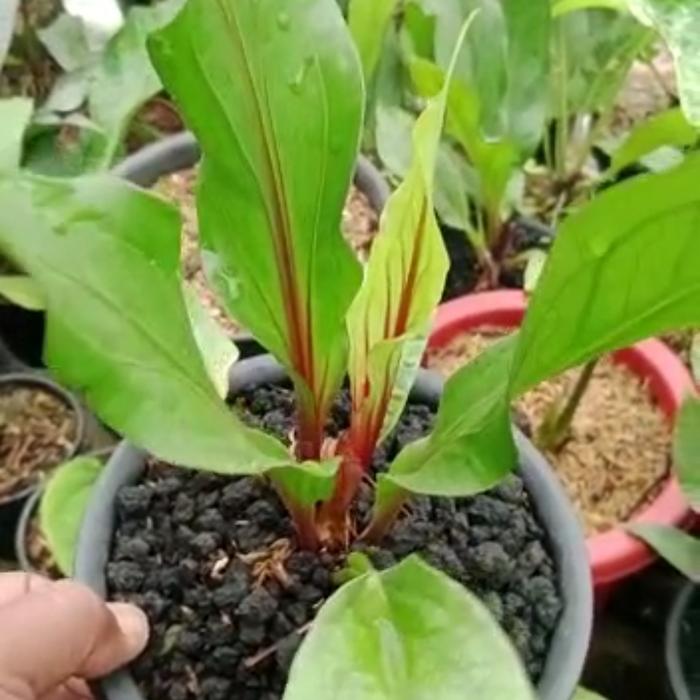 Jual anthurium obor merah x keris black (koleksian) - Kota Tangerang ...