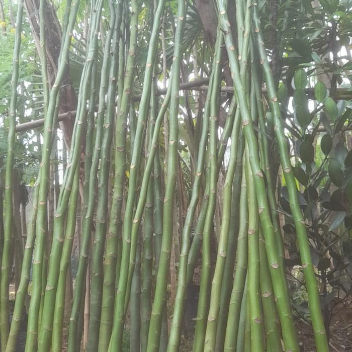 Jual Tanaman solobium Brazil pakis brazil - Kota Depok - kebun kita ...