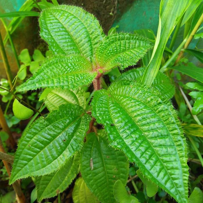 Promo daun senggani bulu 100 lembar daun herbal segar - Jakarta Barat ...