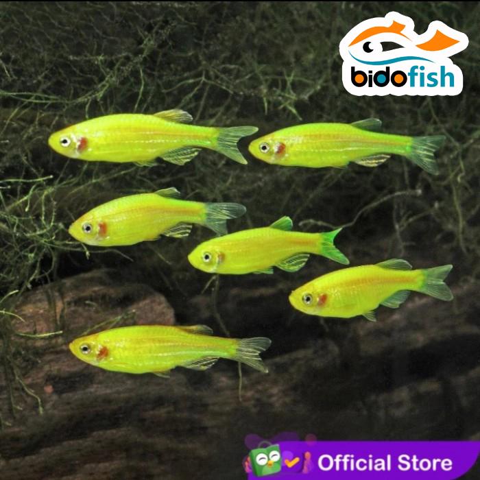 Jual Danio Green Ikan Hias Aquascape - Jakarta Barat - BIDO FISH ...