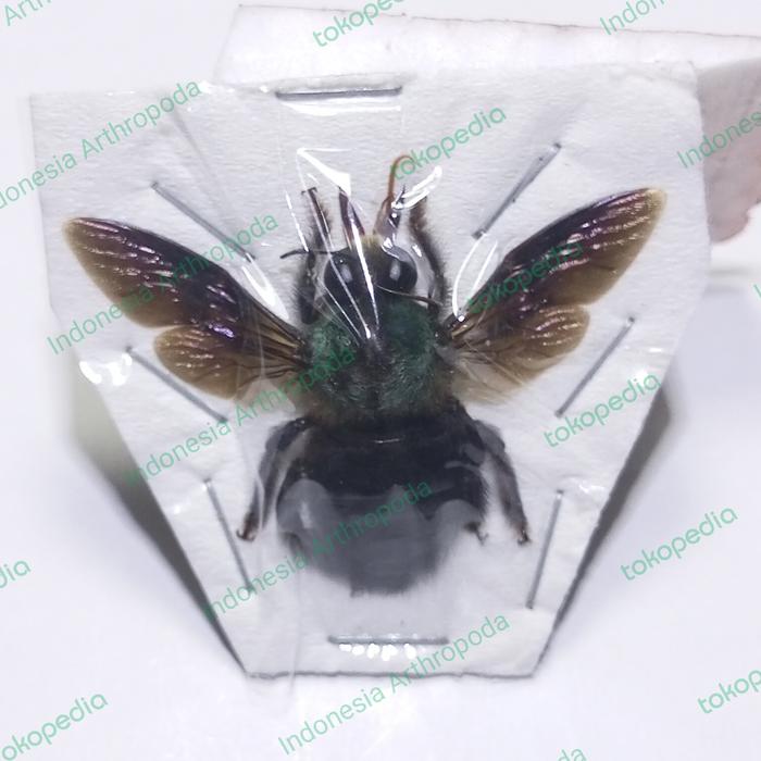 Jual AWETAN SERANGGA UNIK LEBAH KAYU ASLI INDONESIA X. CAERULEA (Male ...