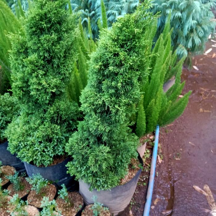 Jual tanaman hias cemara pua pua daun micro ukuran 1 meter - Kab ...