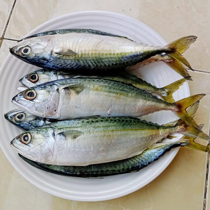 Jual Ikan Kembung Banjar Segar 1kg - Jakarta Utara - Seafood wike ...