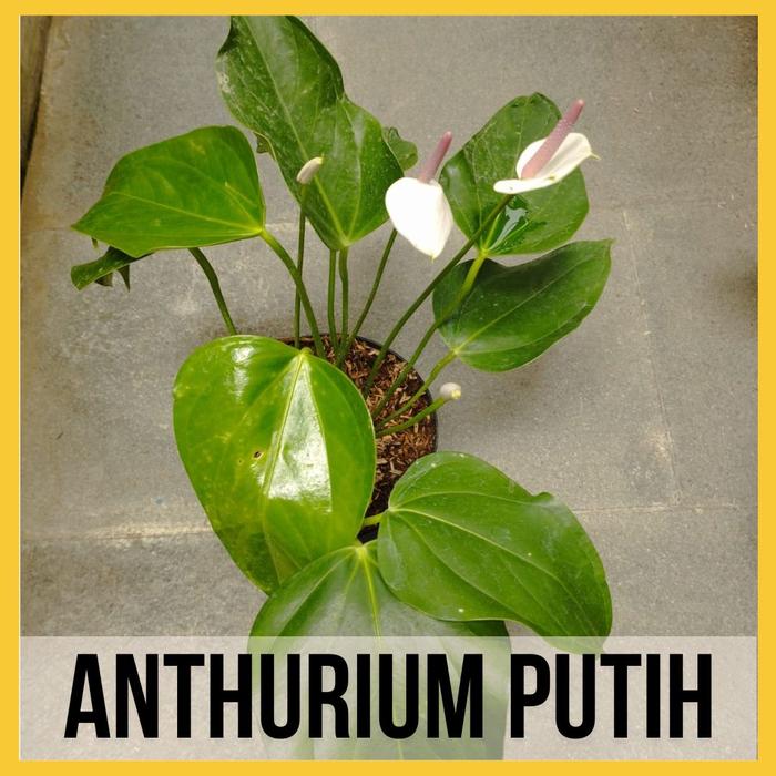 Jual Tanaman Indoor Anthurium Mini Putih/Bunga Anthurium Mickey Mouse ...