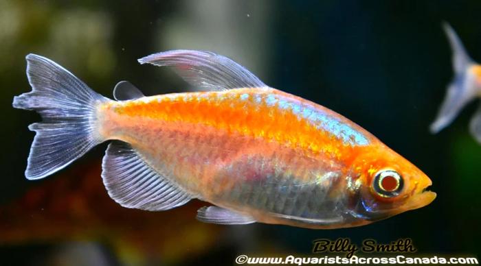 Jual Ikan Hias Congo Tetra Albino / Ikan Tetra Schooling / Ikan ...