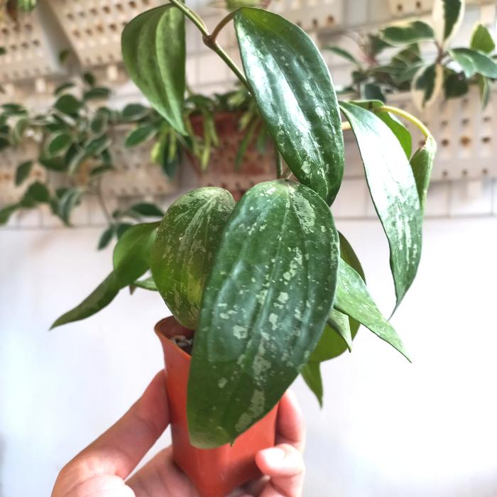 Jual Tanaman Hoya macrophylla splash - Kota Depok - Plantia Nursery ...