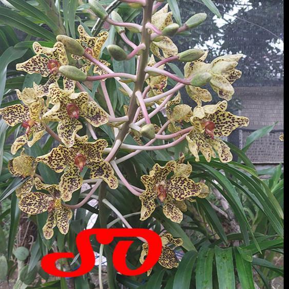 Jual [ DEWASA ] Grammatophyllum speciosum var. Papua | Anggrek Tebu ...