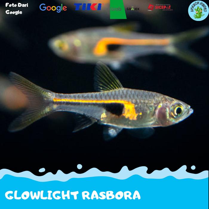 Jual RASBORA GLOWLIGHT ikan hias rasbora glowlight rasbora hengeli - Jakarta Barat - AMAZON ...