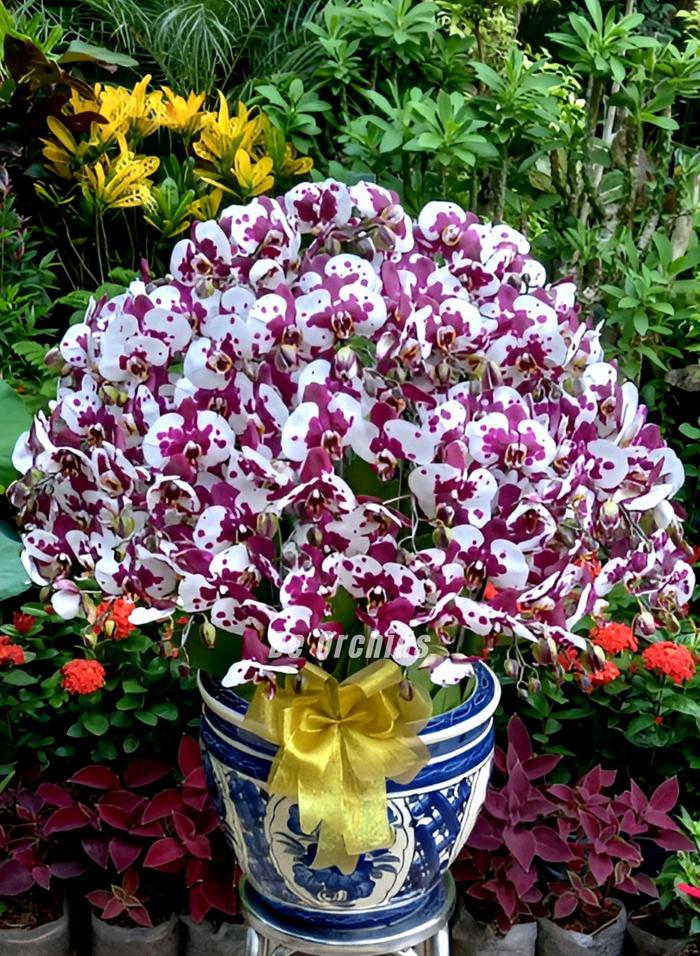 Jual Rangkaian Anggrek bulan Dewasa rangkaian 30 Pohon Dalmatio Pot ...